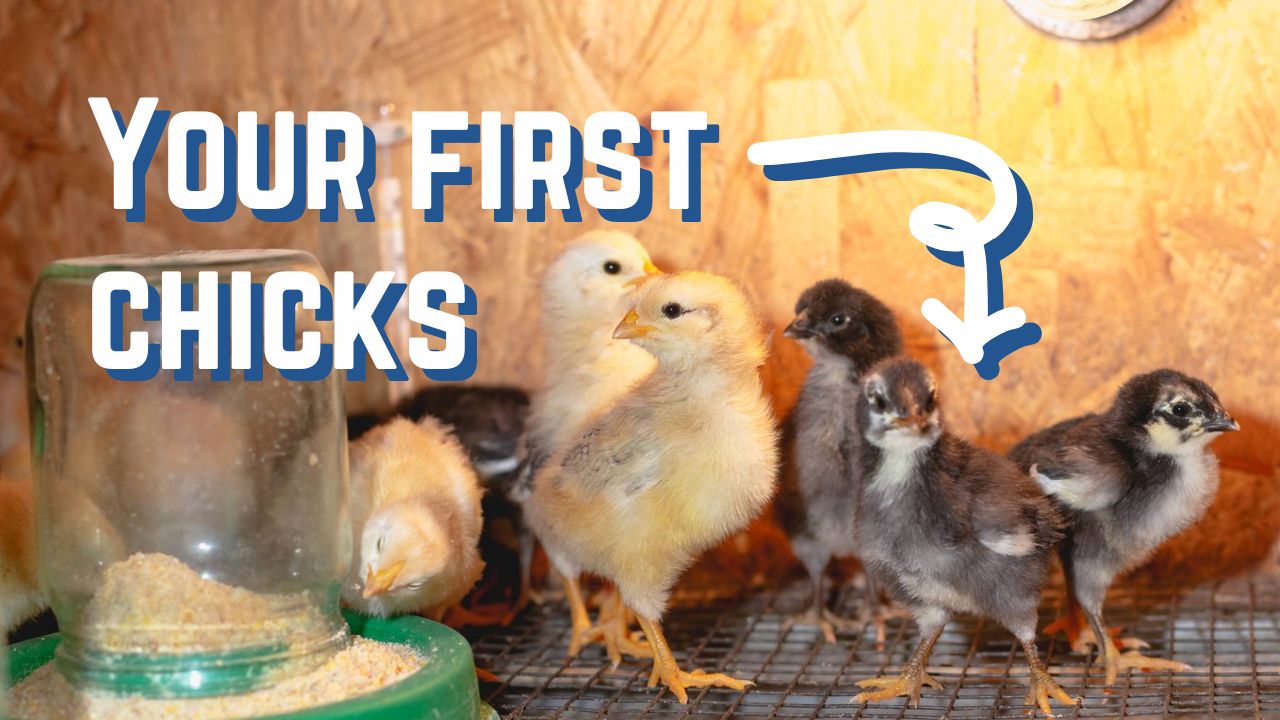 How to Raise Baby Chicks – Videos – Mother Earth News